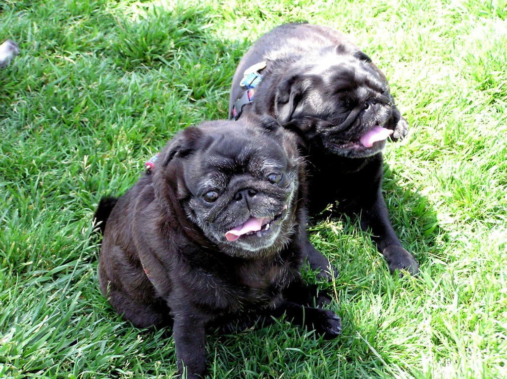 Life with a tri-pug
